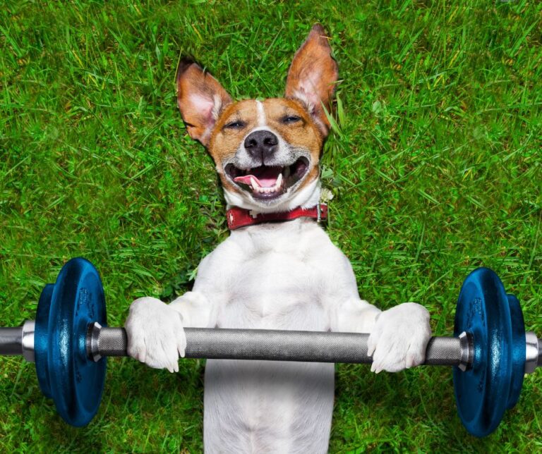 Zakaj Utrujen pes ni (nujno) Srečen pes - CoolDog Blog